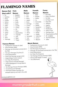 100+ Best Flamingo Names: Cute, Funny & Unique Name Ideas
