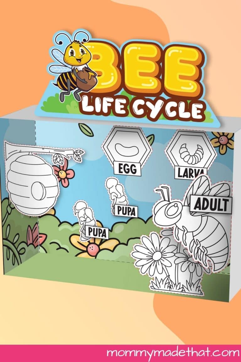 Life Cycle of a Bee Diorama (Free Printable)