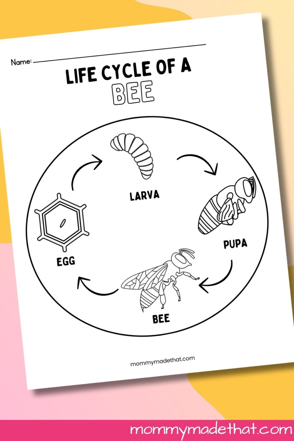 Life Cycle of a Bee Worksheets (Free Printables)