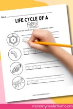 Life Cycle of a Bee Worksheets (Free Printables)