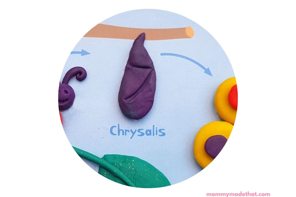 Life Cycle of a Butterfly Printable Mat