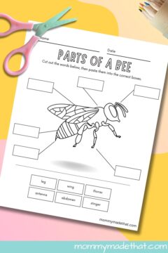 Parts of a Bee Worksheets