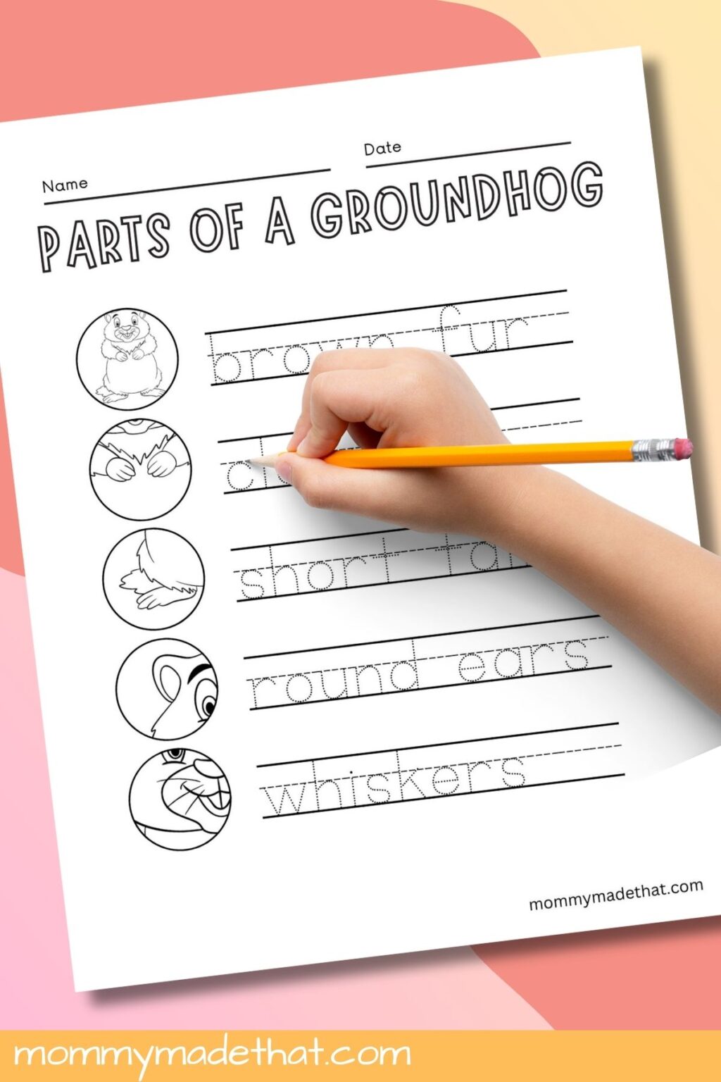 Parts of a Groundhog Worksheets (Free Printables)