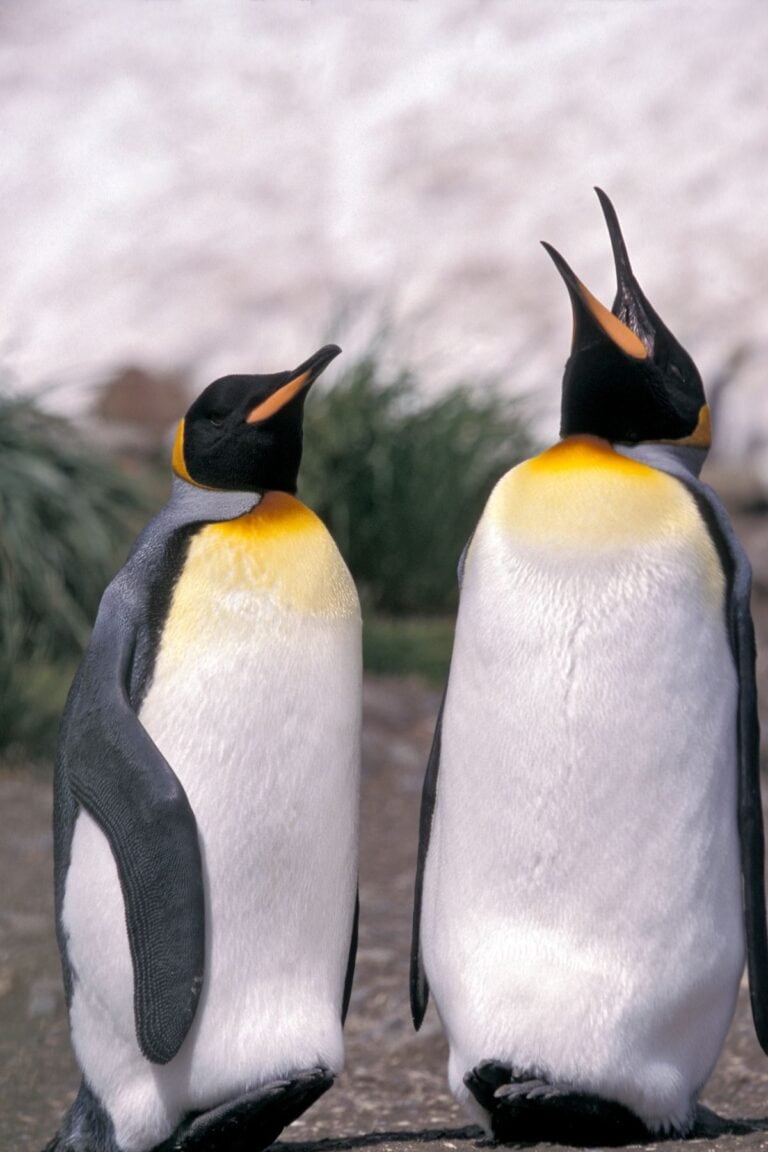 100+ of the Best Penguin Names